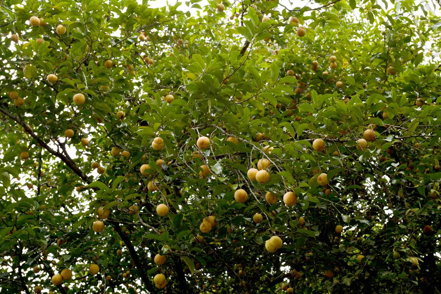 Cultivating Nutmeg: A Beginner's Journey into Nutmeg Cultivation - Eruvaaka